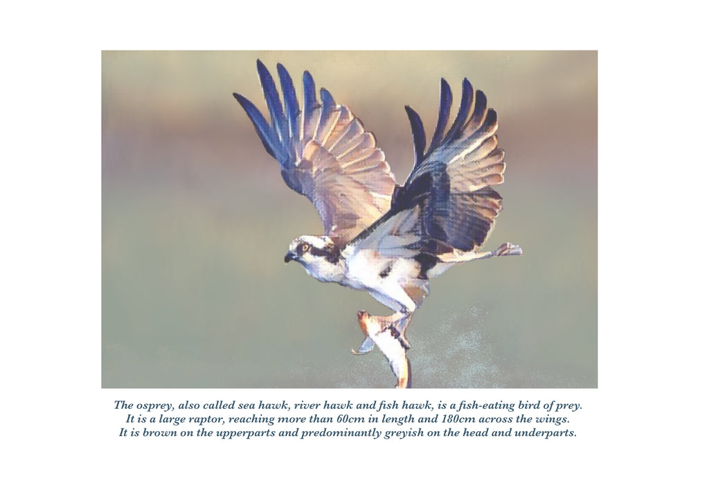Osprey Colouring Page Digital Download – Ross Art and Craft