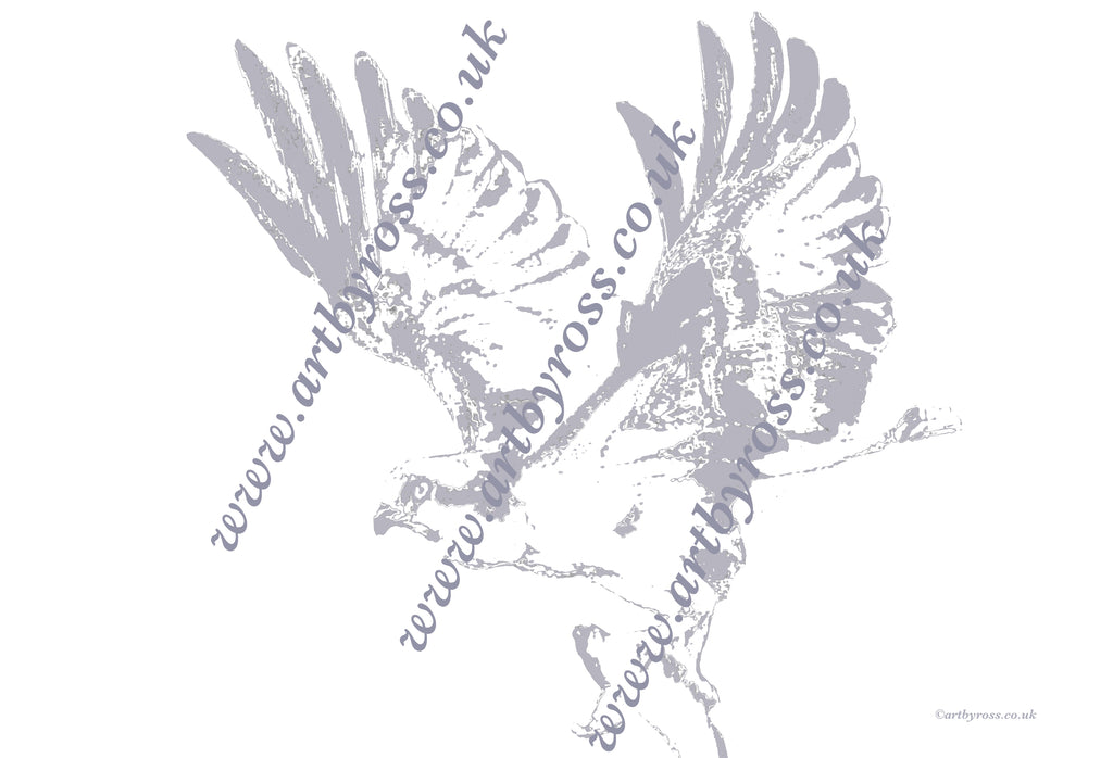 Osprey Colouring Page Digital Download – Ross Art and Craft