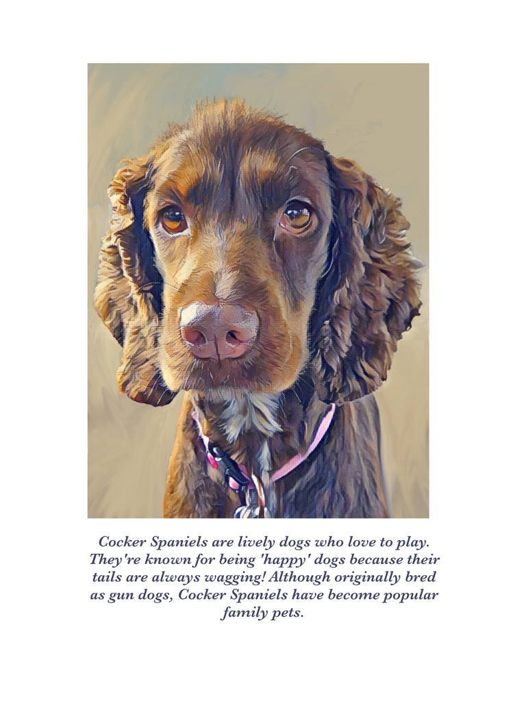 Cocker Spaniel Colouring Page – Ross Art and Craft