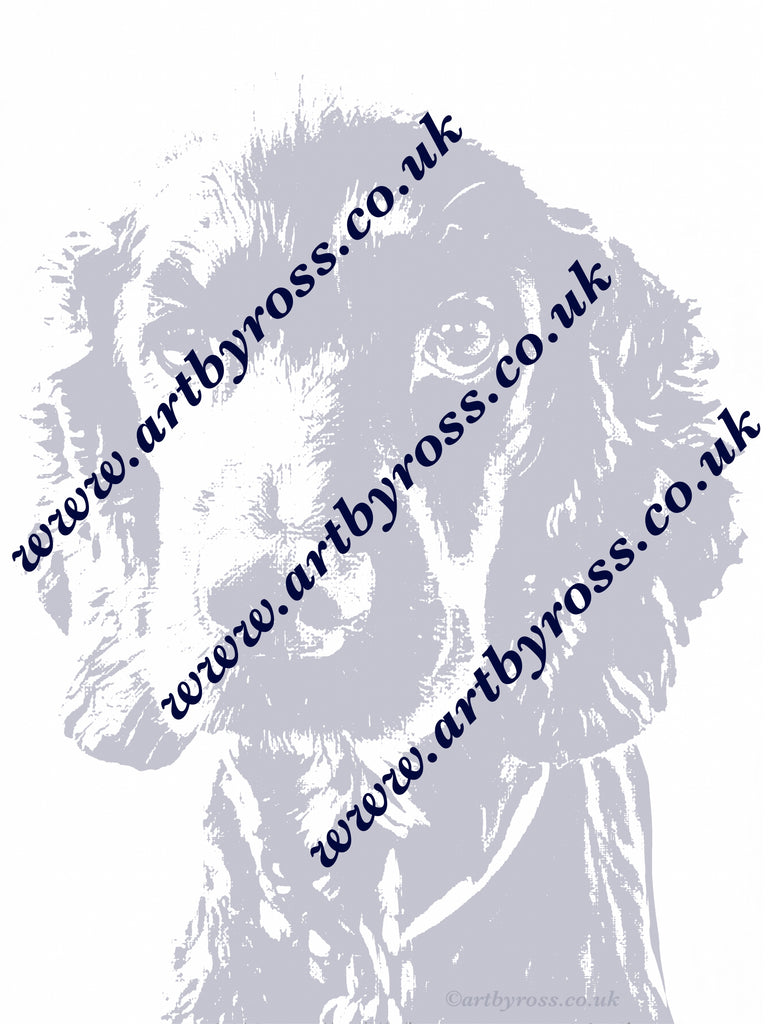 Cocker Spaniel Colouring Page – Ross Art and Craft