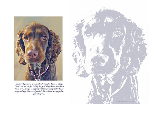 Cocker Spaniel Colouring Page – Ross Art and Craft