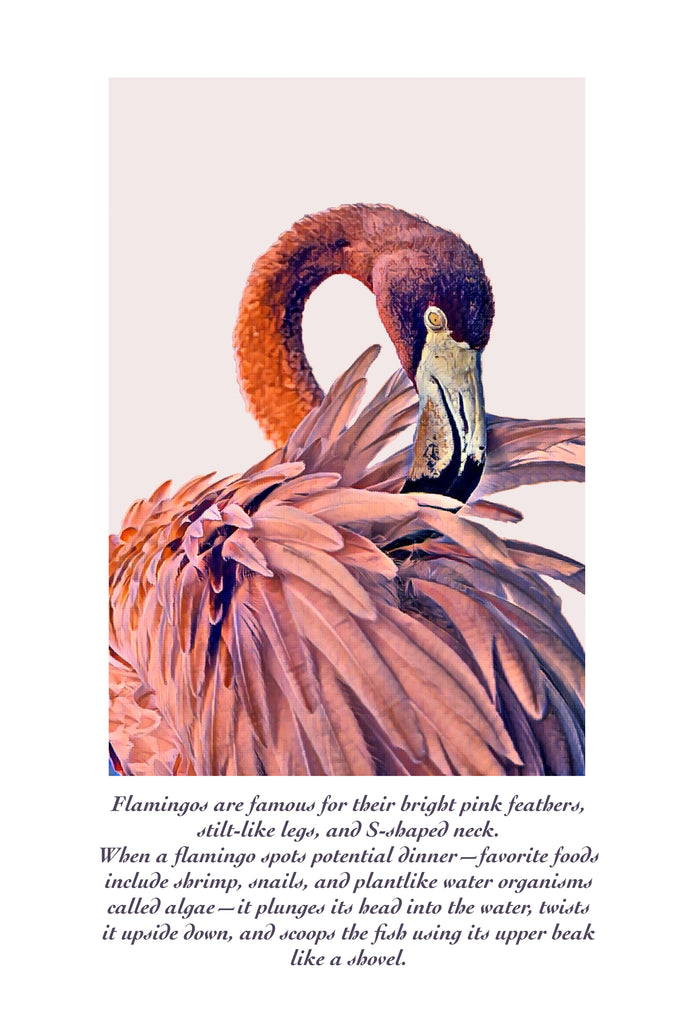 Flamingo Colouring Page – Ross Art and Craft
