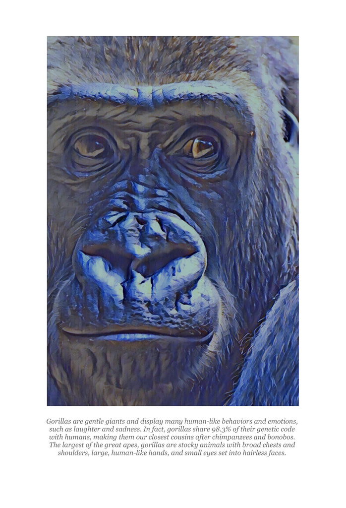 Gorilla Colouring Page – Ross Art and Craft
