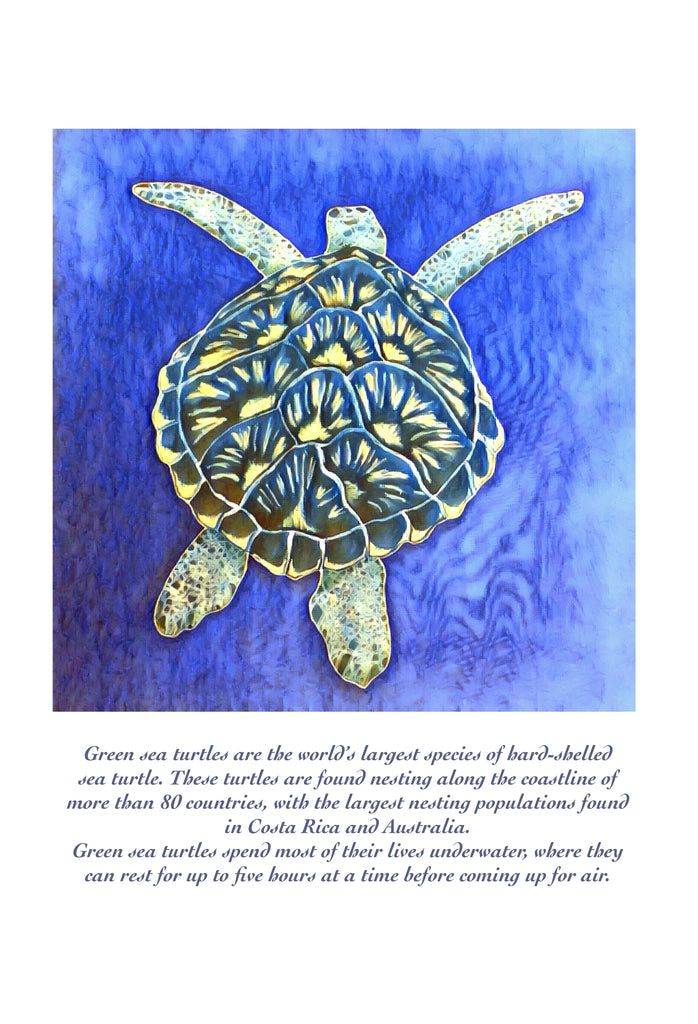Sea Turtle Colouring Page – Ross Art and Craft