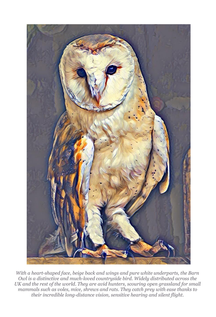 Barn Owl Colouring Page Digital Download – Ross Art and Craft
