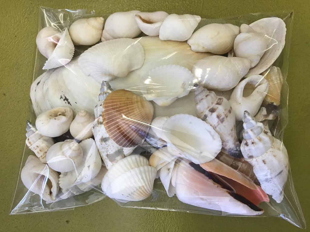 Shells – Ross Art and Craft